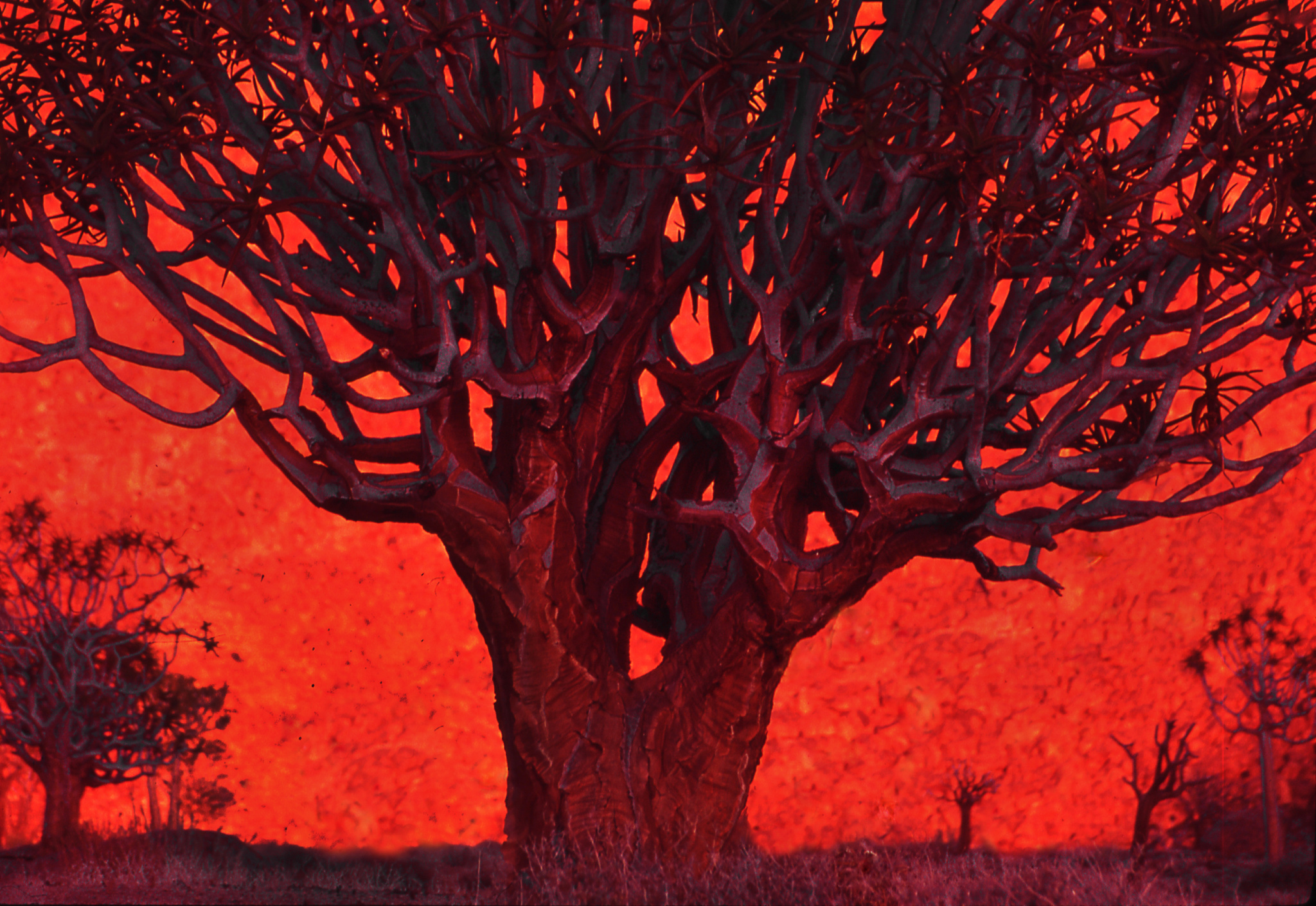 SHMF Signature Grant to Unfoldng Pictures Inc for Freeman Patterson ...